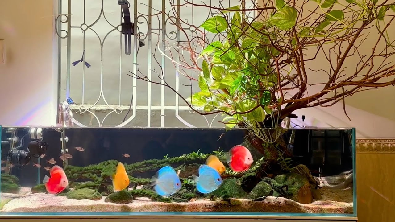 Amazing Planted Tank With Discus Fish - The King of Freshwater Aquarium ...