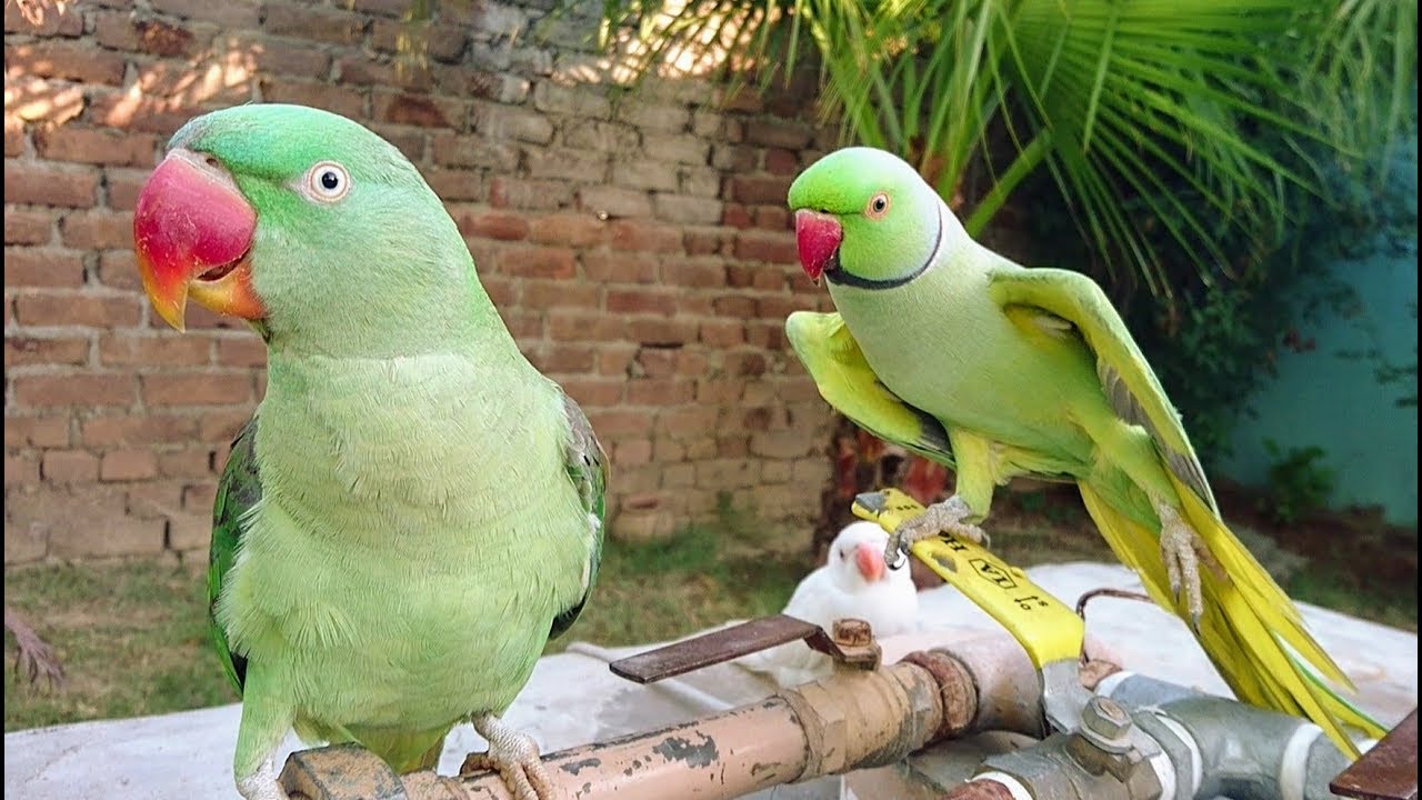 Parrots Morning Meeting - YouTube