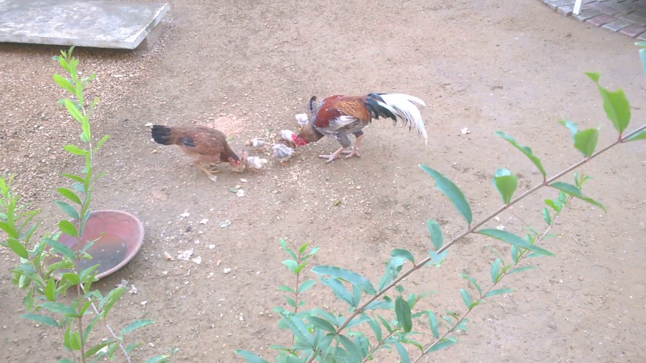 Aseel hen With Chicks Aseel Roosters - YouTube