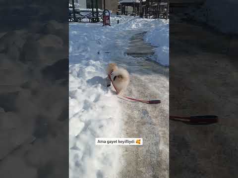 Pomerinian oğlumuzun kar sevgisi 🐶