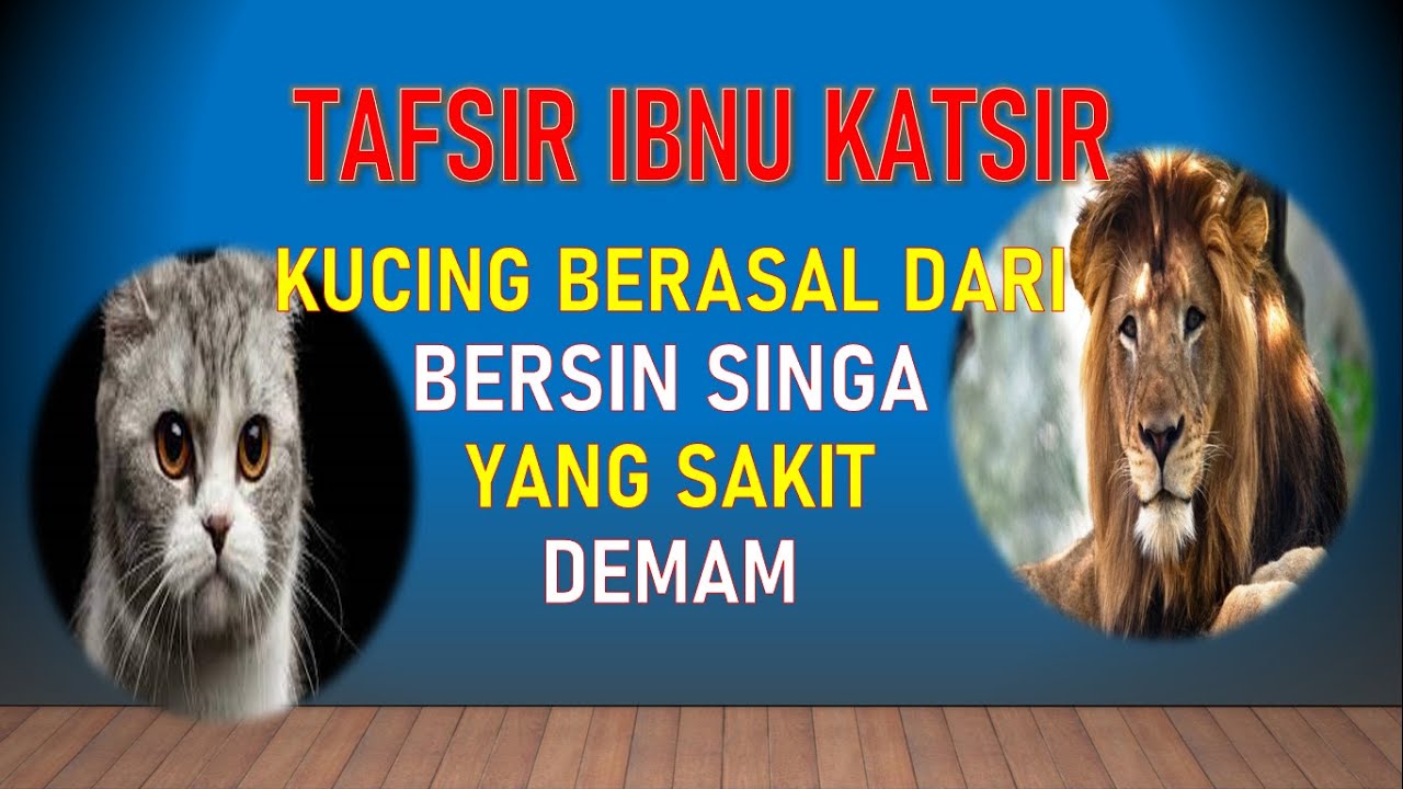 1. WAW... KUCING TERCIPTA HASIL BERSIN SINGA YANG SEDANG DEMAM - YouTube