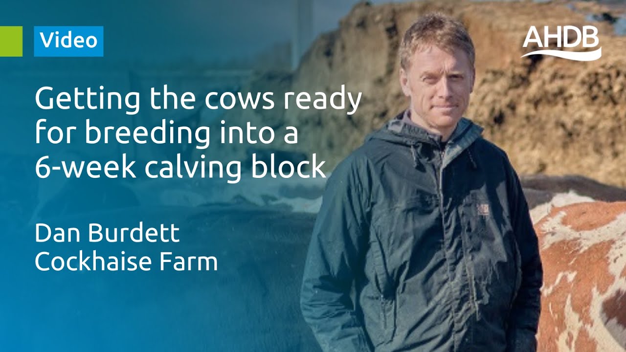 Getting dairy cows ready for breeding into a 6-week calving block - YouTube