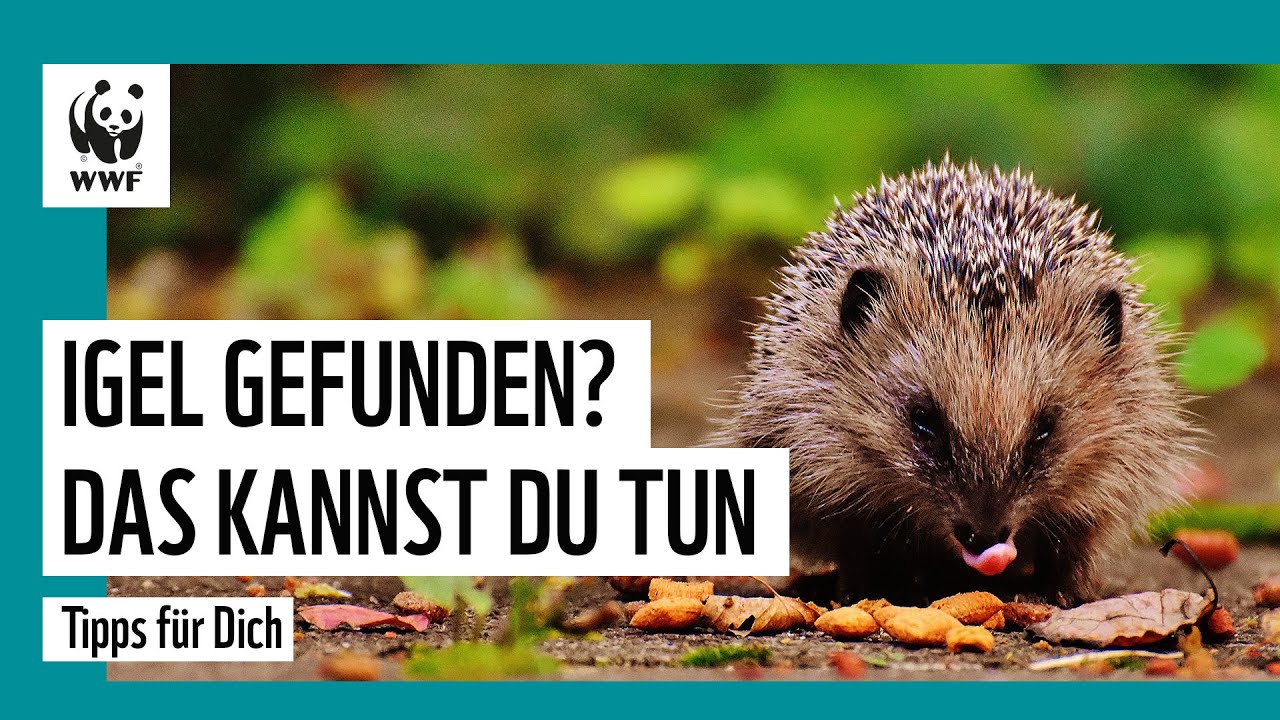 Igel gefunden? So kannst du helfen | WWF Deutschland - YouTube