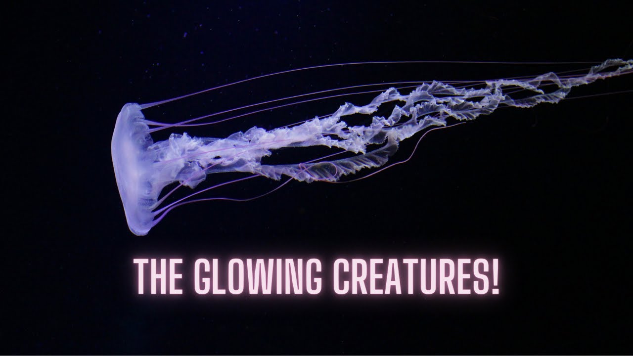 Bioluminescence Unveiled: The Natural Light Show of Living Organisms ...