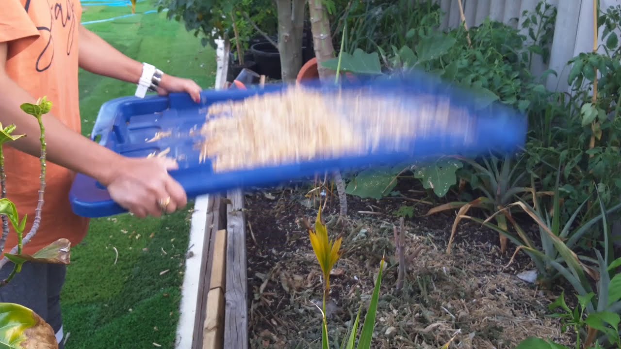 Collecting Seeds Bok Choy PITCHAY in Australia - YouTube