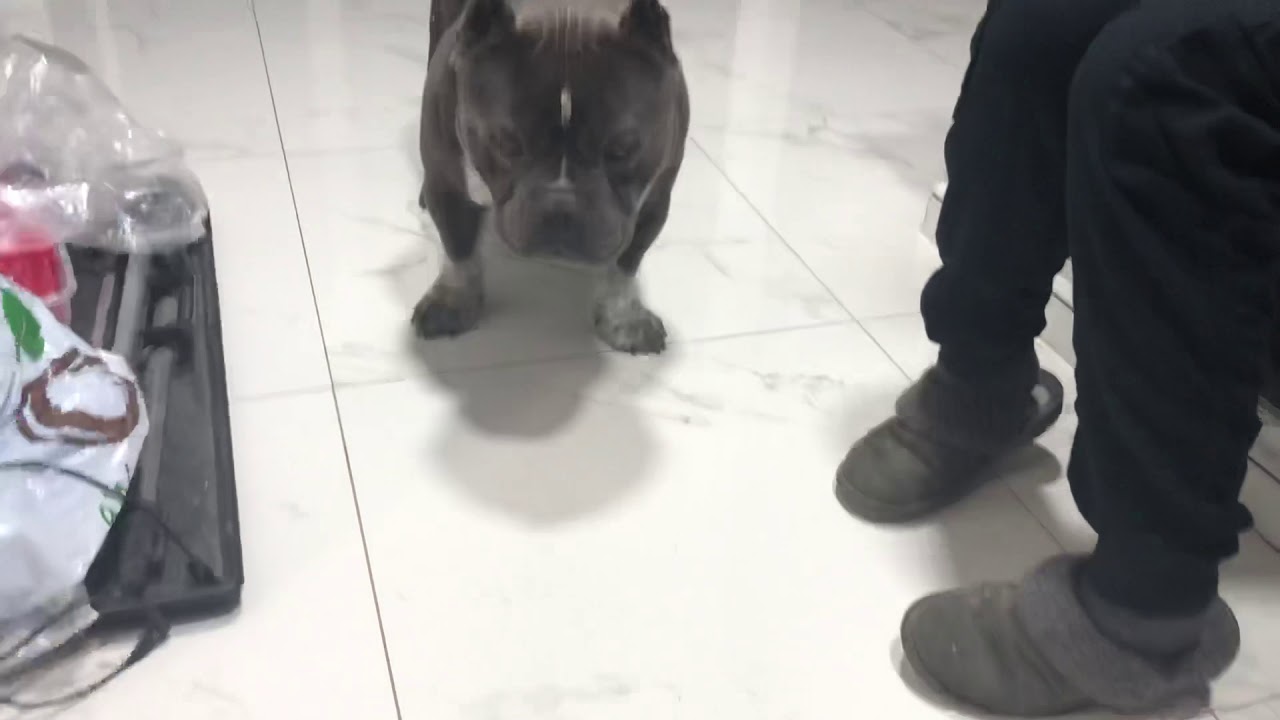 Dog Enemy - YouTube
