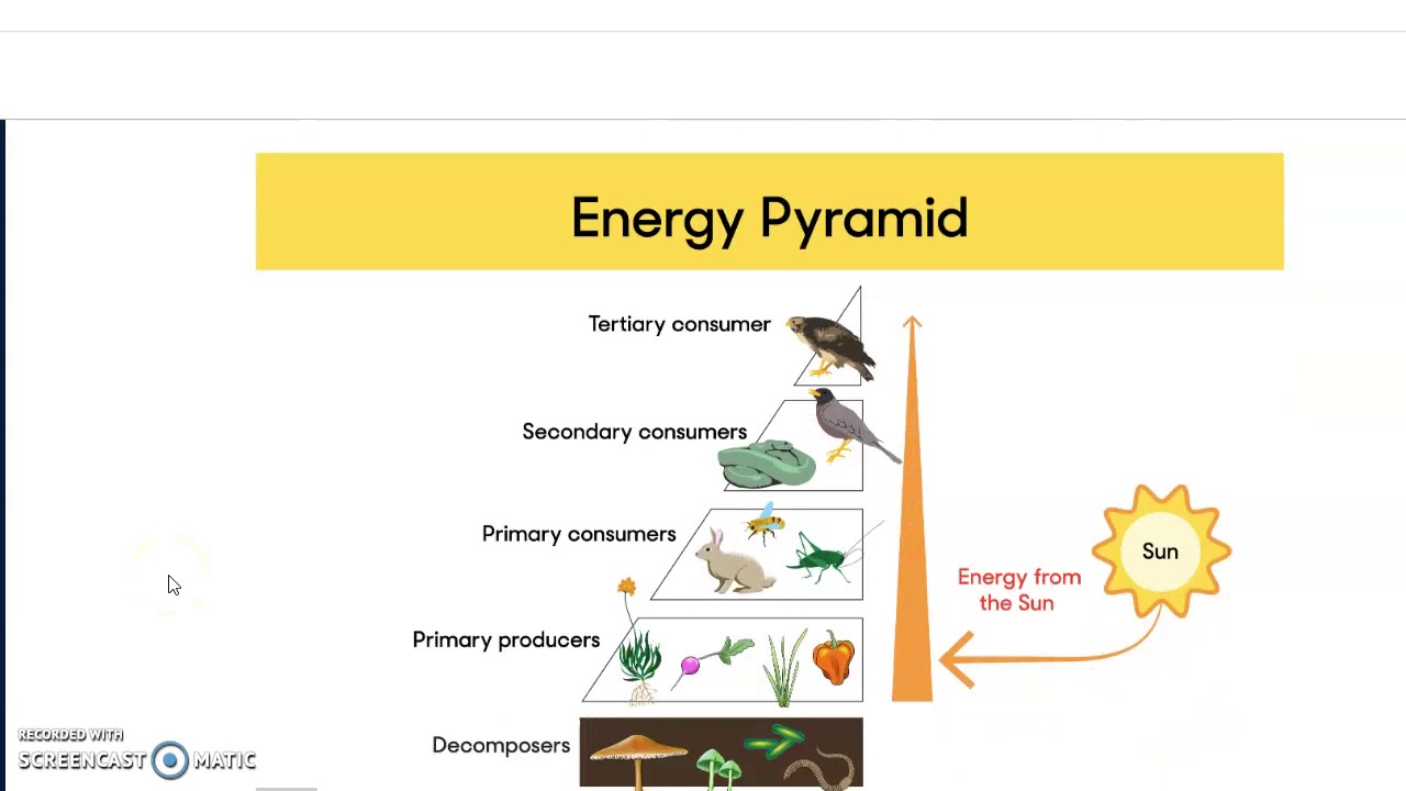 The Food Chain: Who eats whom in the wild - YouTube