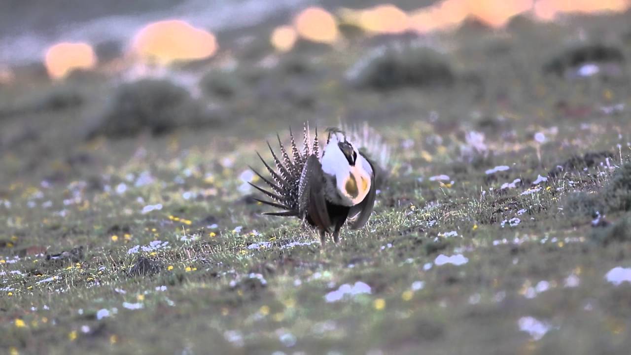 Oregon sage-grouse April 2016 - YouTube
