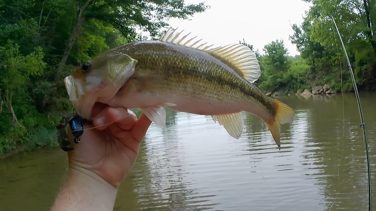 Wade Fishing a Creek for Smallmouth Bass! - YouTube