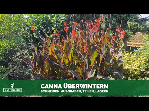 Canna überwintern | Indisches Blumenrohr schneiden, ausgraben, teilen und lagern - So geht´s!