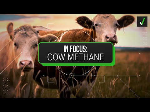 Who Gives Off More Methane Cows Or Termites