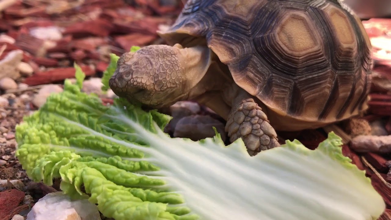 Baby Sulcata Tortoise eating Baby Napa Cabbage - YouTube