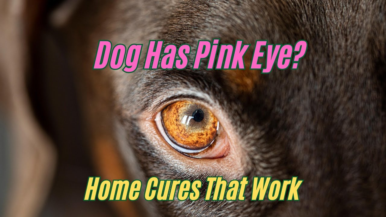 home treatments for your dogs pink eye - YouTube