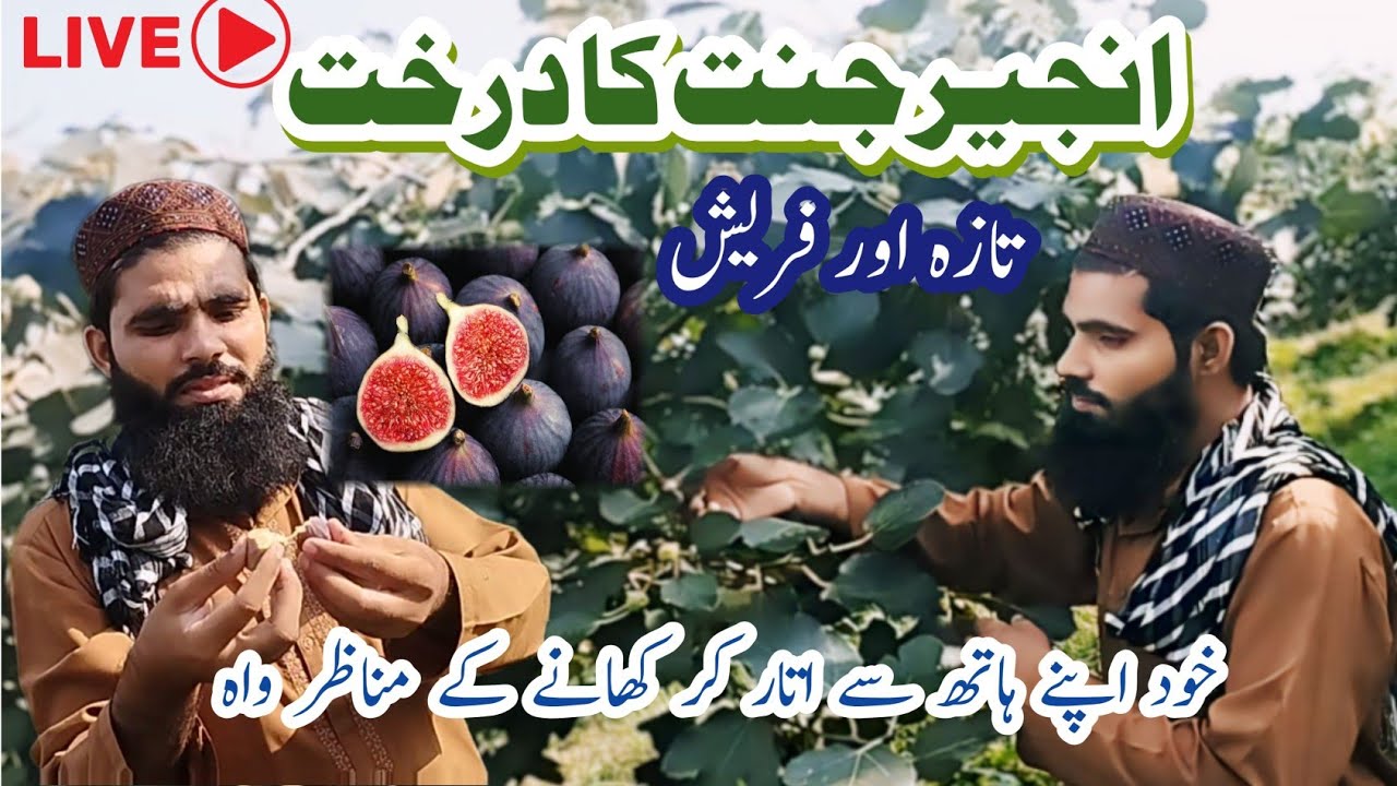 Enjeer ke Fzail | انجیر جنت کا درخت ہے ۔حدیث | #Enjer ke fawaid - YouTube
