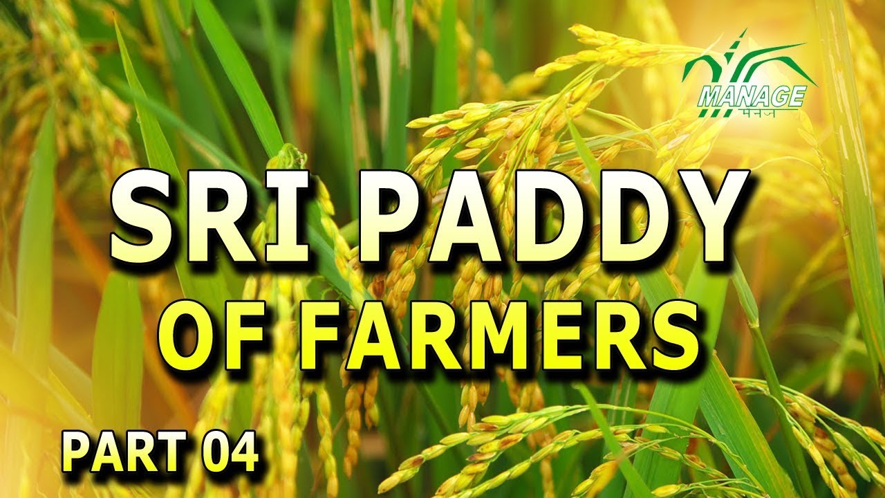 SRI PADDY Hindi PART 04 YouTube sri-paddy-hindi-part-04-youtube