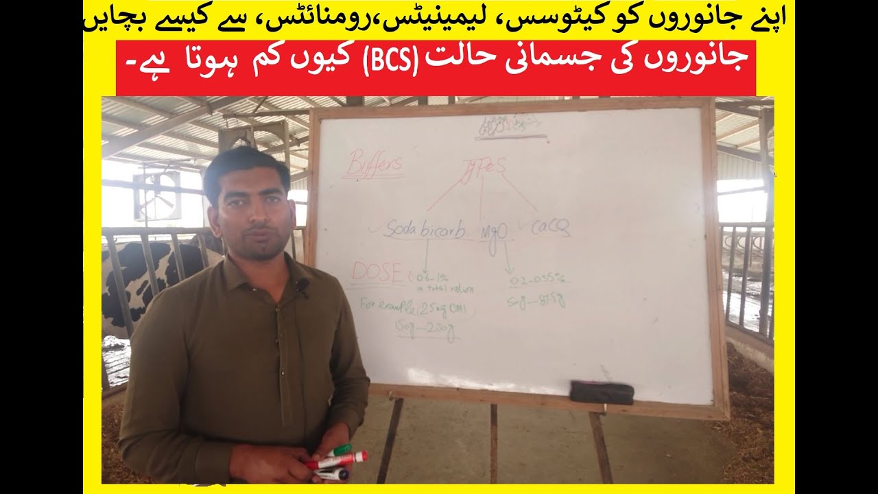 What is a BUFFER | How does it work | Buffers in cow nutrition | Dr ...