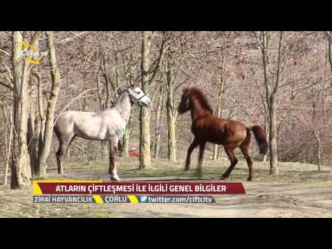 Zirai Hayvancılık - Arap Atı Yetiştiriciliği / Çorlu