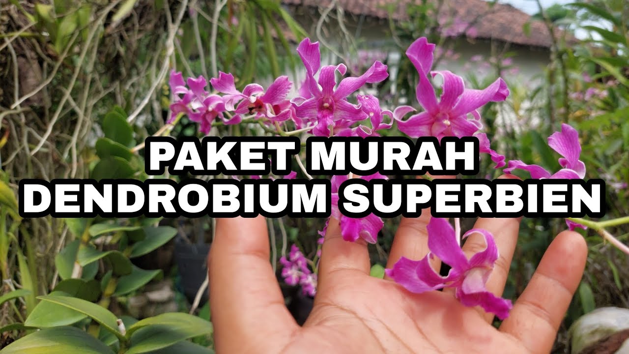 PAKET MURAH ANGGREK DENDROBIUM SUPERBIEN (085746183183) kediri jatim ...