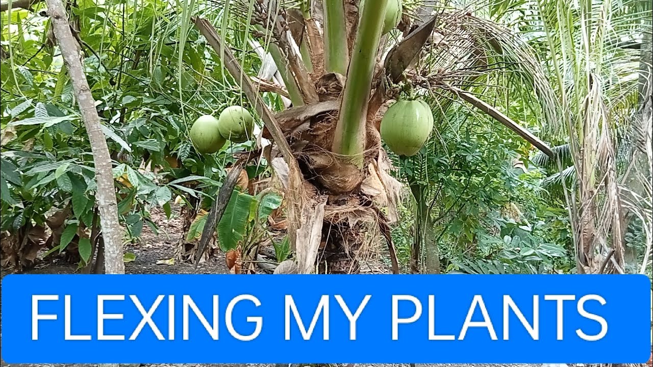 FLEXING MY PLANTS - YouTube