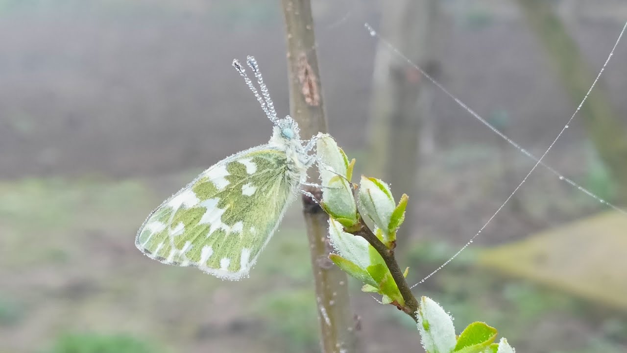 Curiozități din natură. Un fluture 🦋 din care nu am văzut. 😉 - YouTube