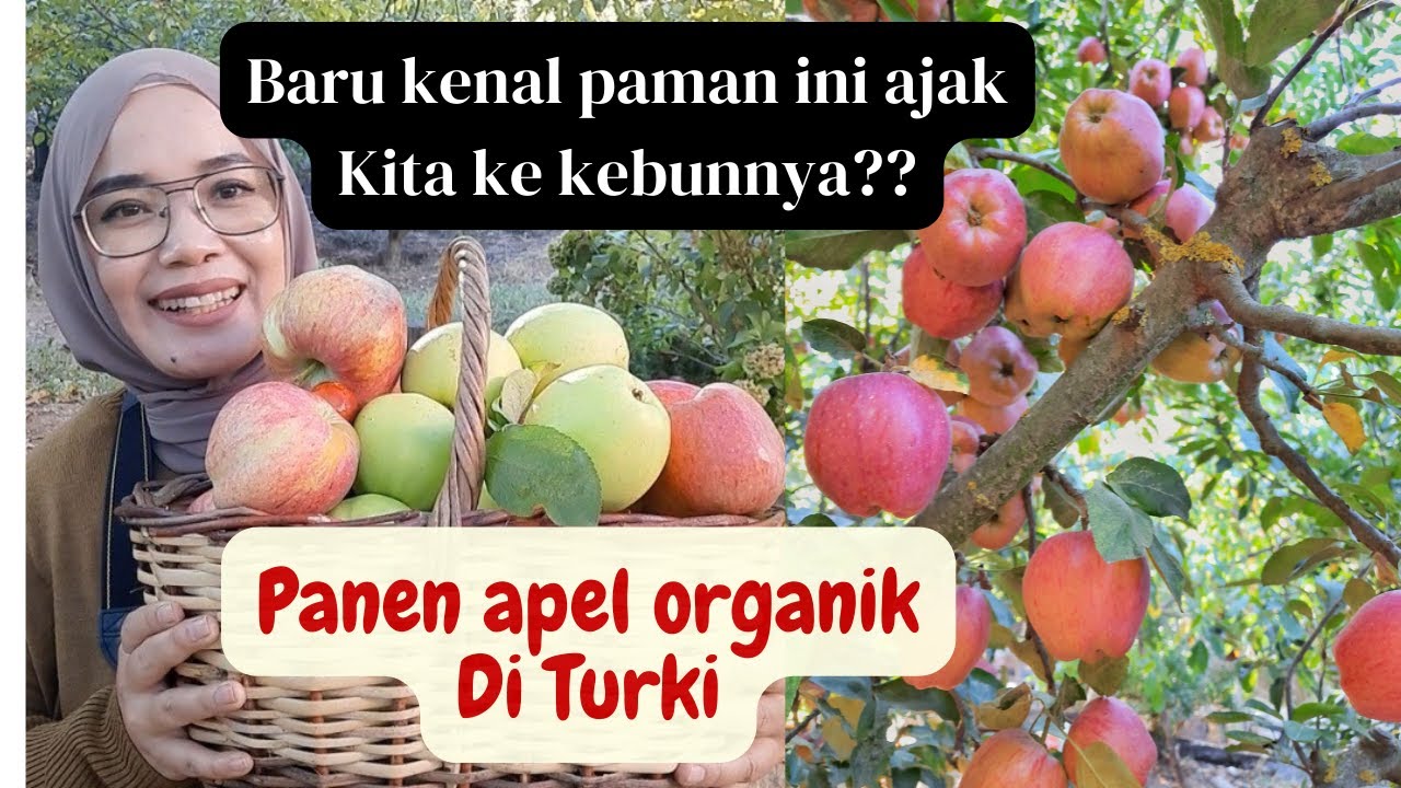 Panen apel sepuasnya di kebun paman yang baru kita kenal. apel organik ...