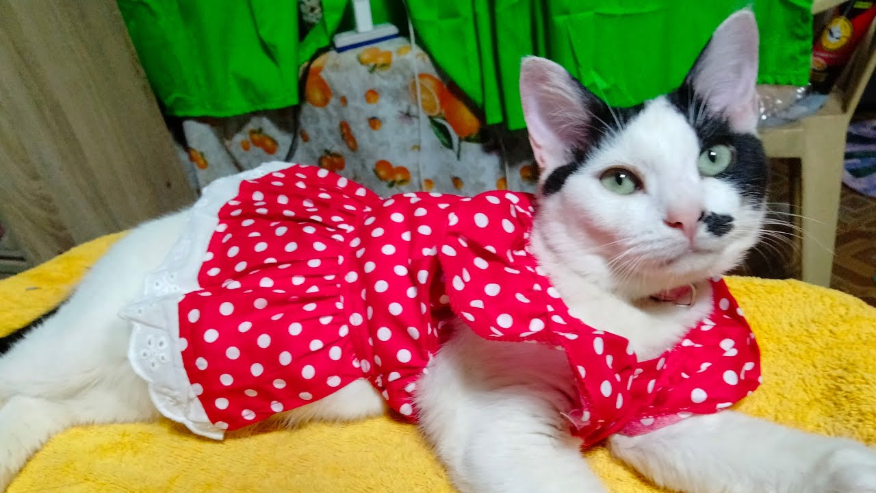 a-day-with-my-pet-panda-off-to-vet-first-time-nya-gumala-sa-labas