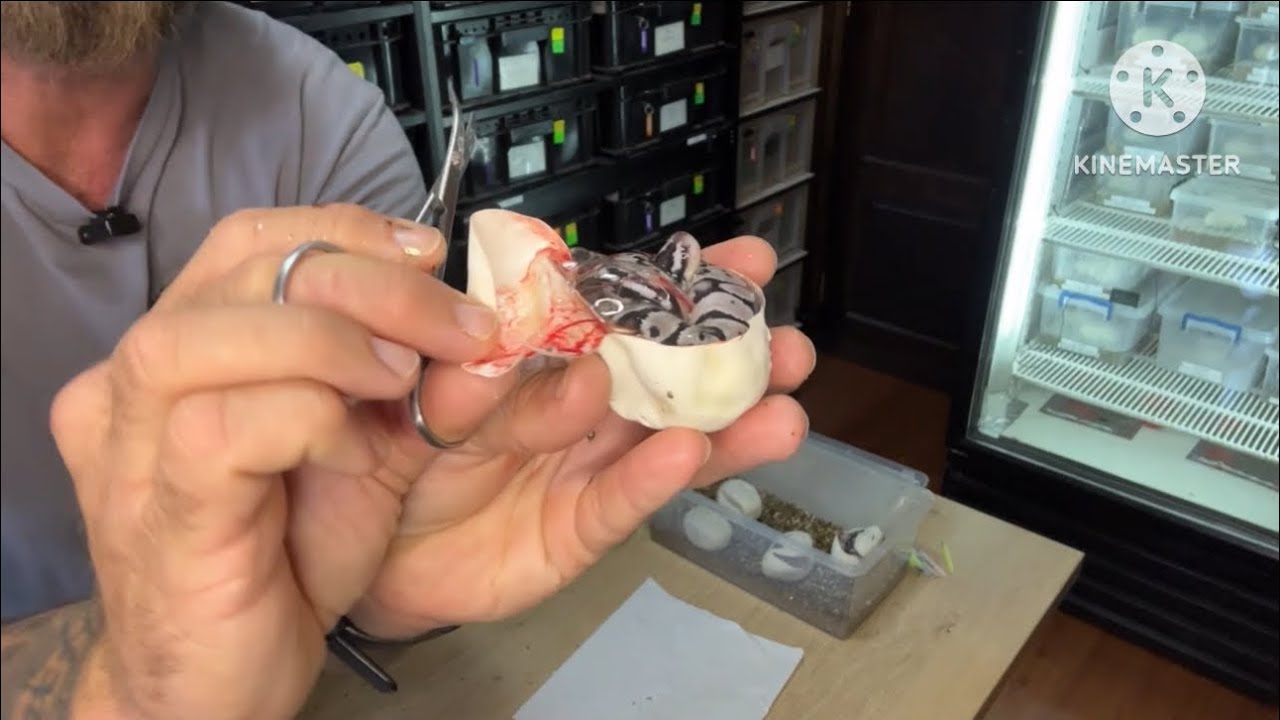 Ball python egg cutting! Pastel Axanthic VPI combos! Some epic morphs! 👊🇿🇦 - YouTube