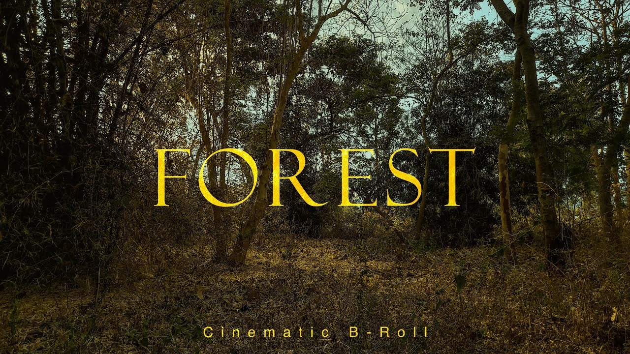Forest | Bijepur | Cinematic B-Roll | Subrat Panda - YouTube