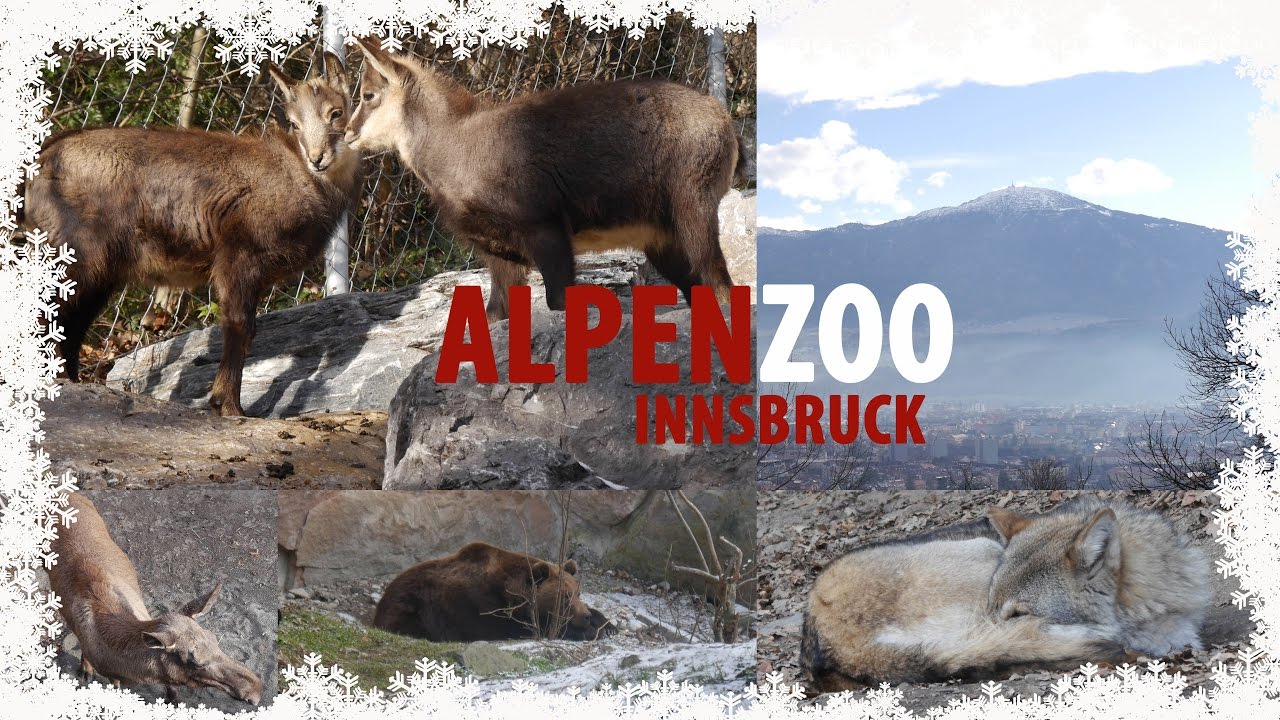 Alpenzoo Innsbruck | Tirol | Austria | Follow Me Everywhere - YouTube
