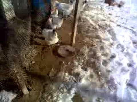 Qışda ToyuQlar nə Edirlər ??? ☺ By ZeNa