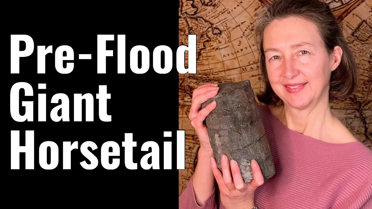 Giant Calamites (Horsetails) 160 ft. Tall - Pre-Flood Conditions. - YouTube