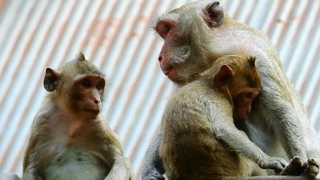 Poor Jazzy baby monkey is really hungry for milk when baby Jonna ...