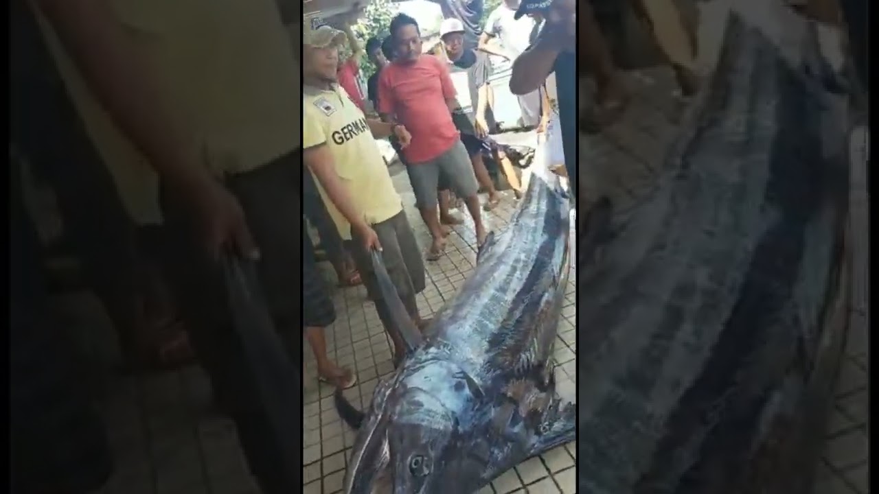 BLUE MARLIN 300 KG HASIL TANGKAPAN NELAYAN KRUI LAMPUNG - YouTube