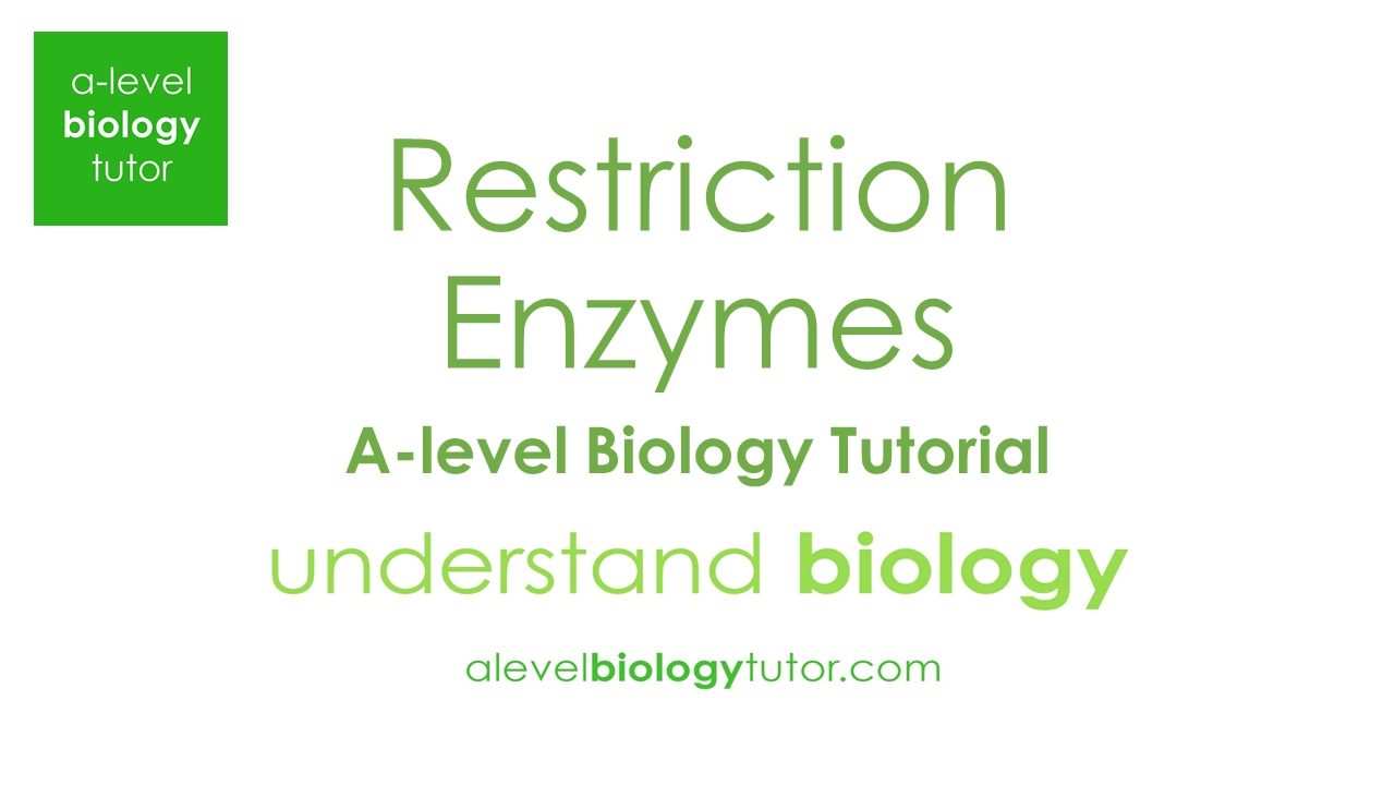 Restriction enzymes Tutorial BY5 WJEC A-level (2017 papers guide on my ...