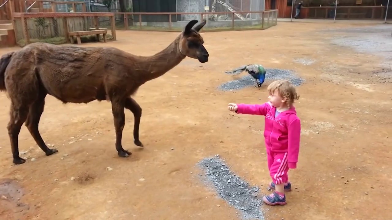 Funnest Baby Playing With Animals 27 - YouTube