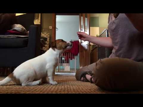 Training Eye Contact - YouTube