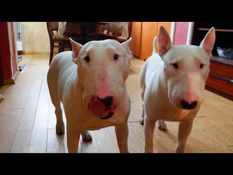Snap & Danny Bull Terrier's 🐔