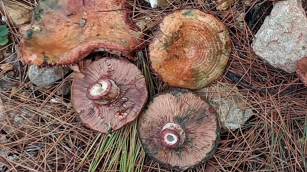 Lactarius Vinosus (niscalos robellons) setas buen. 28 Noviebre 2021 ...