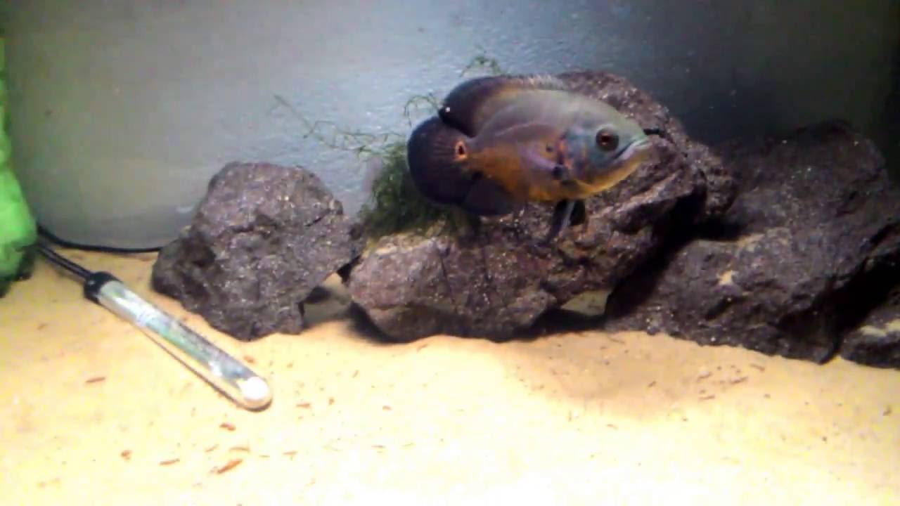 Peixe Oscar bronze e flowerhorn juntos (oscar bronze) (flowerhorn ...