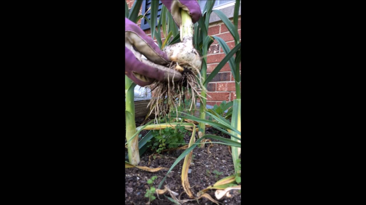 Holy Moly Garlic 2016 - YouTube