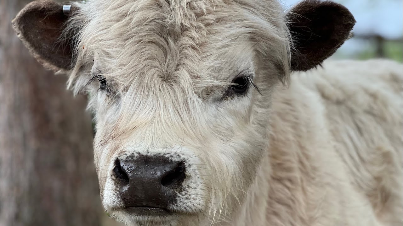 Micro Mini, Mini, Midsize, and Standard size highlands… what is the ...