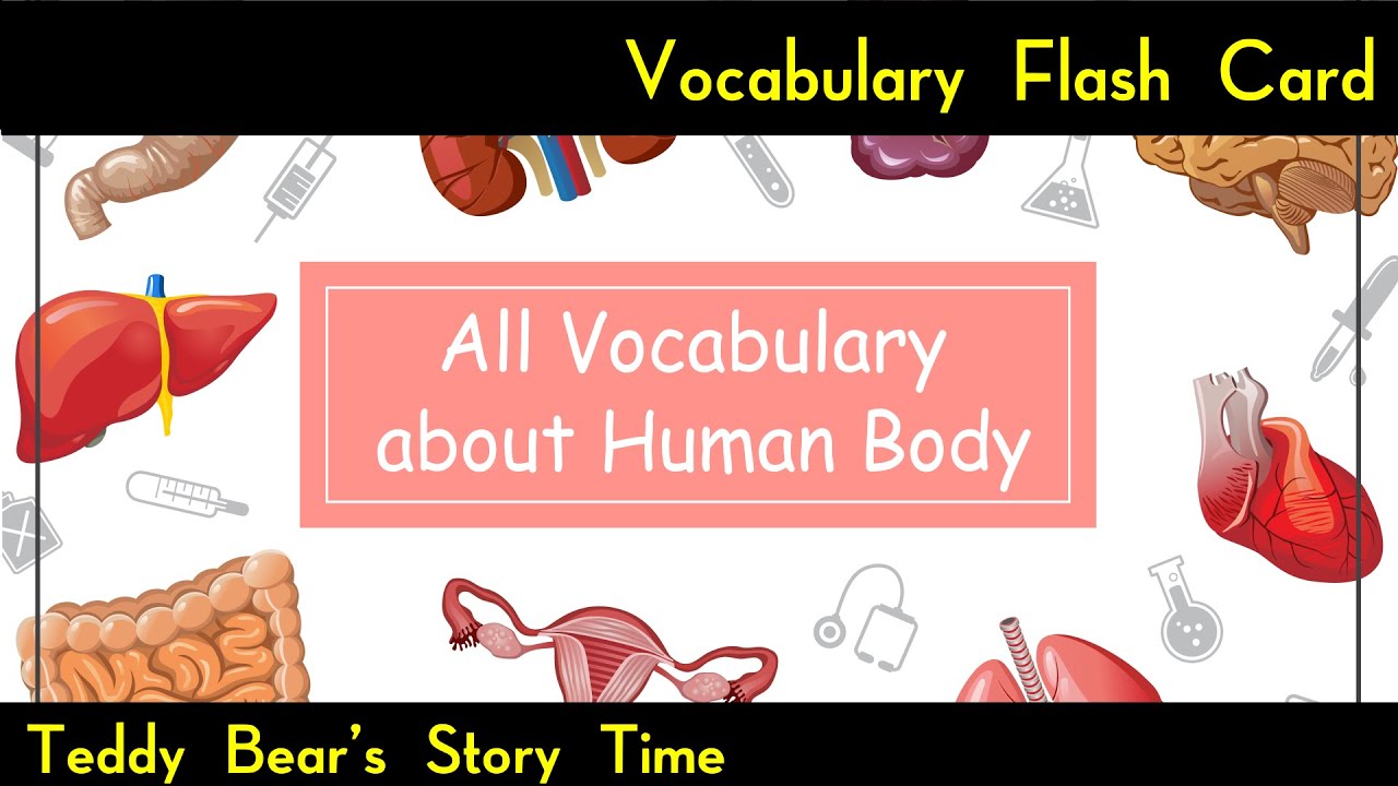 All Vocabulary about Human Body Flash Card English Read Learn Listen ...