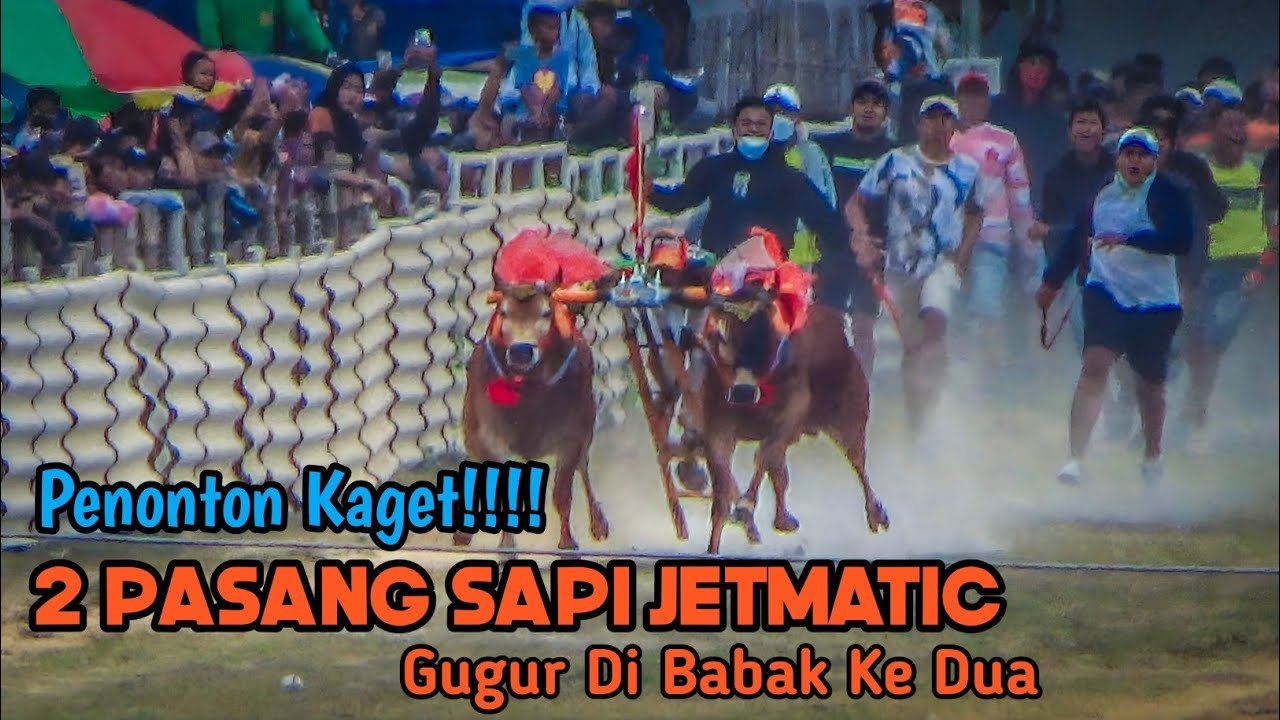 Penyebab Kekalahan 2 Pasang Sapi Team Jetmatic - YouTube