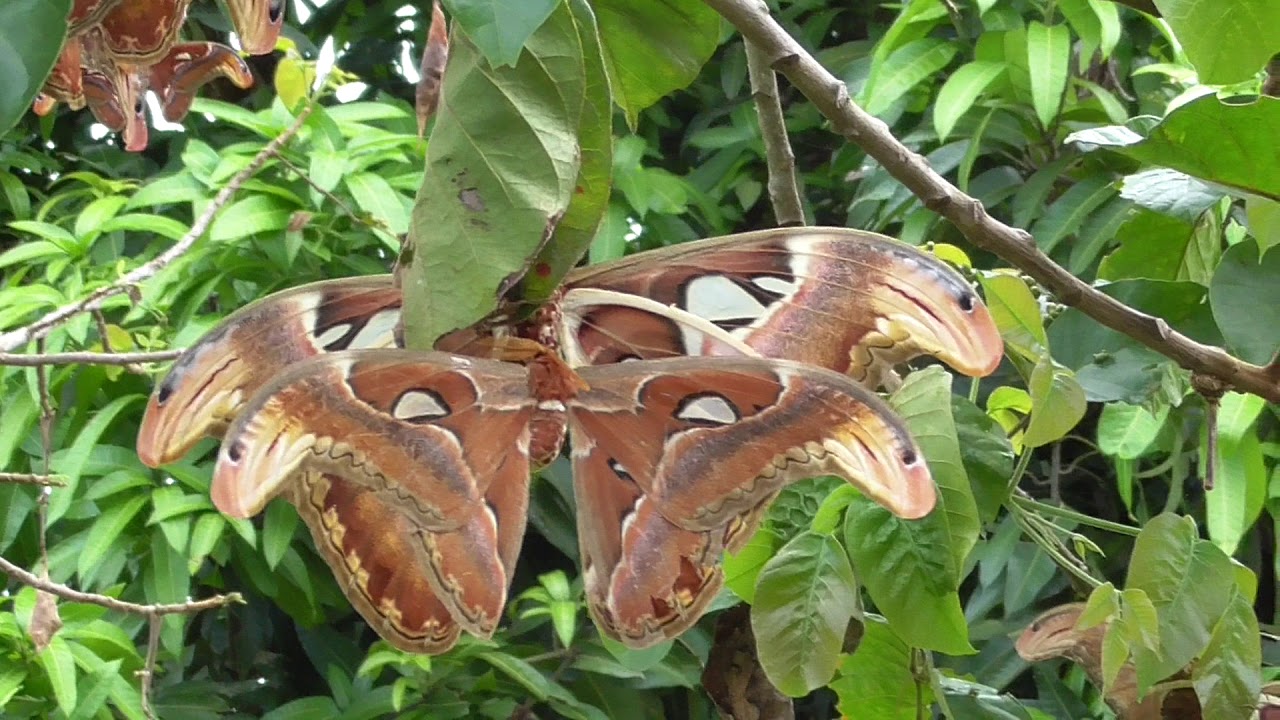 The Atlas moth, Attacus atlas, is found in Southeast Asia Also in my ...