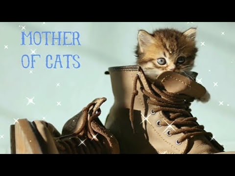 Cat love / Cat lover WhatsApp status / Cat love status / Cat lover status video / Juz Chill Editz