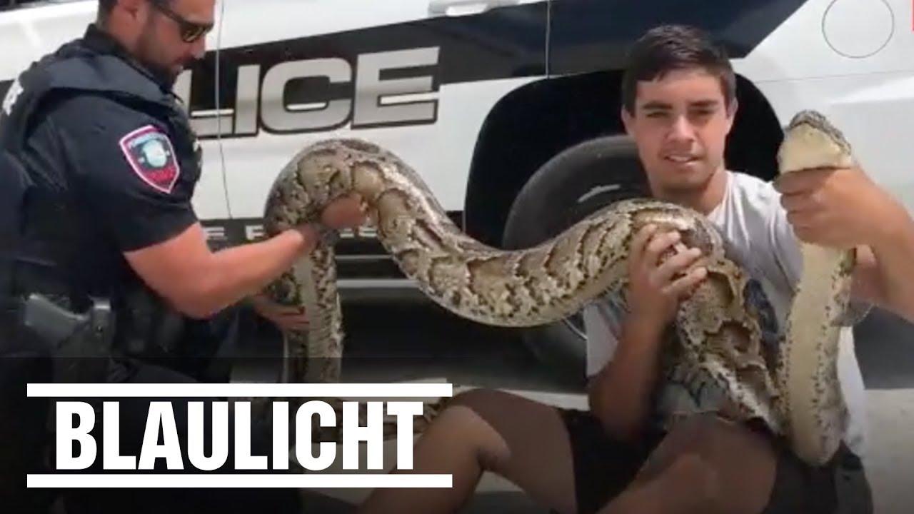 Polizist überwältigt 3,80 Meter lange Python -Schlange auf der Straße ...