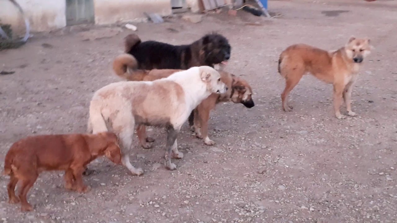 Ecco dal vero la storica evoluzione del cane da gregge - YouTube