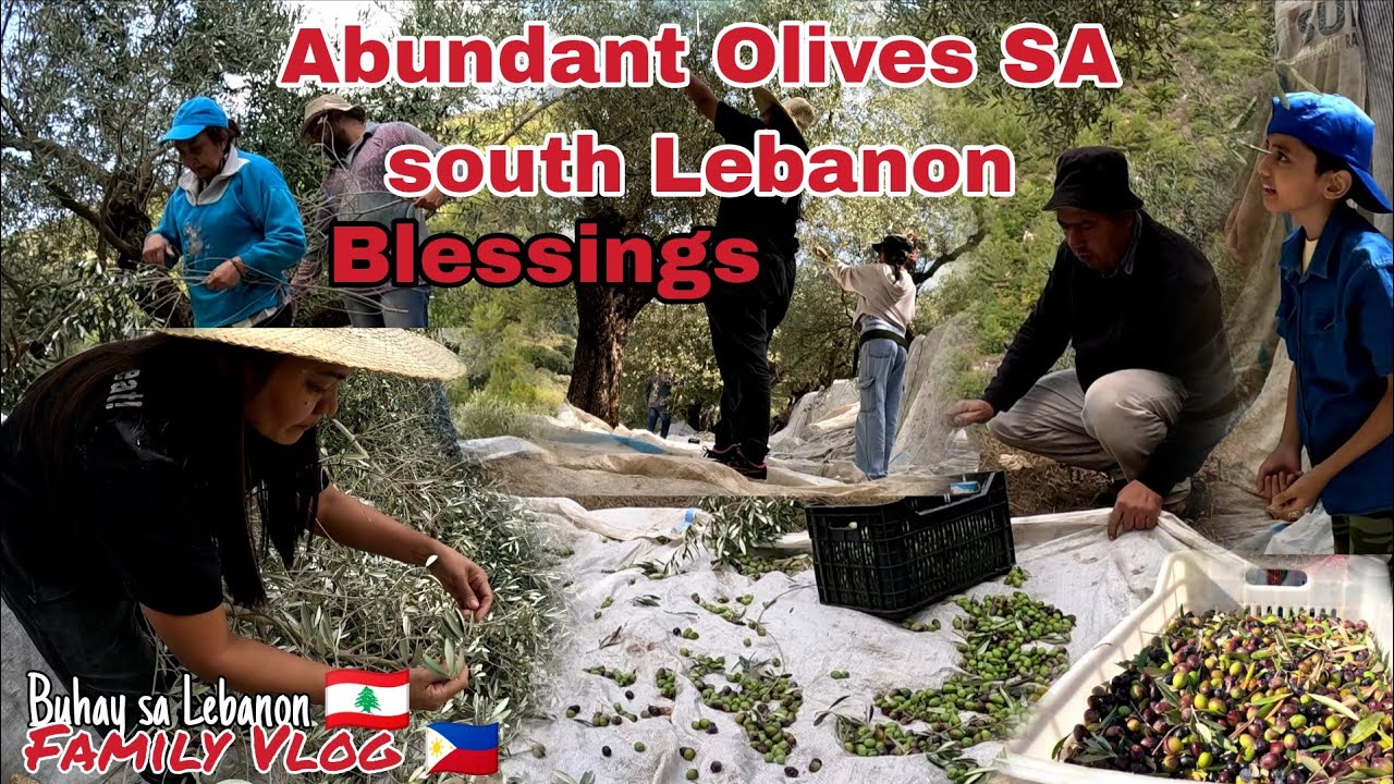 LEBANESE FILIPINO FAMILY SA SOUTH VILLAGE HARVESTING OLIVES IN LEBANON ...