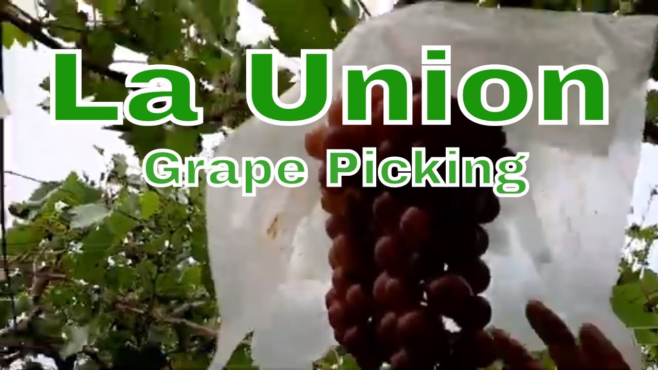 LA UNION GETAWAY 2 | GRAPE PICKING + Mukbang - YouTube