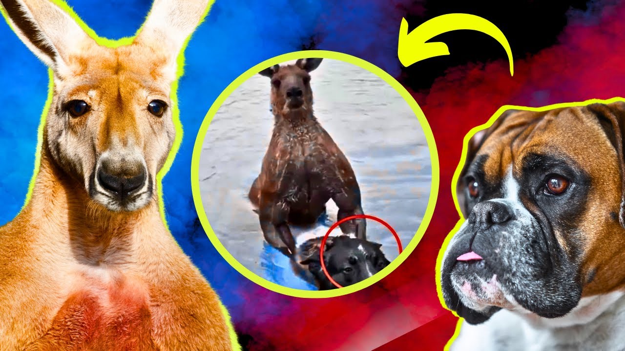 💥Los CANGUROS ATACAN a los PERROS ¿Por Qué? Motivo y Explicación (2024 ...